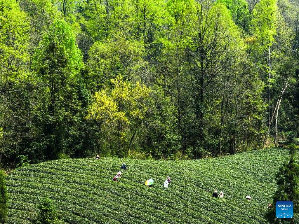 Farmers busy with farm work around Qingming across China-China Story