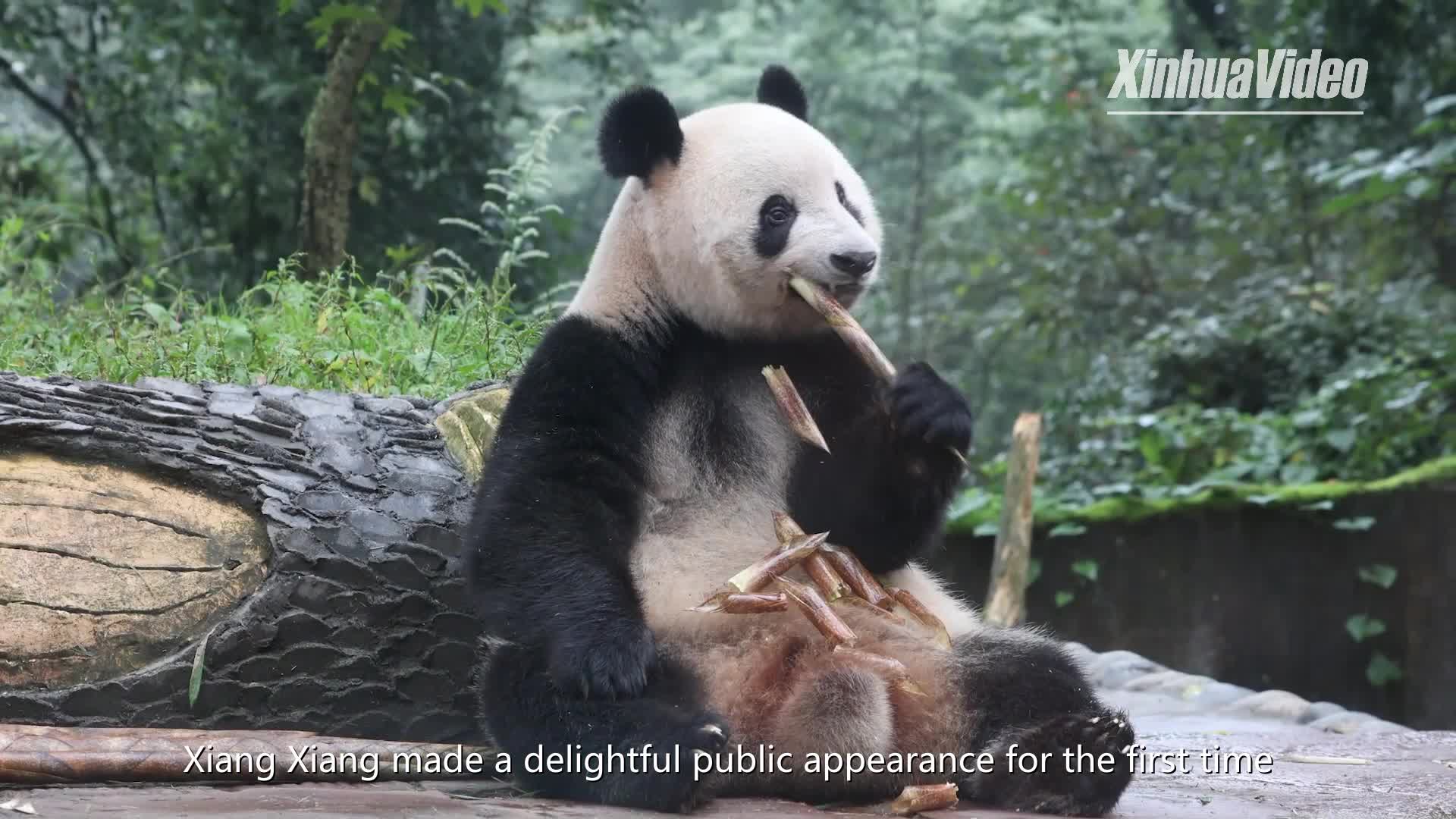 From Tokyo to China: China's giant panda Xiang Xiang returns home-China ...